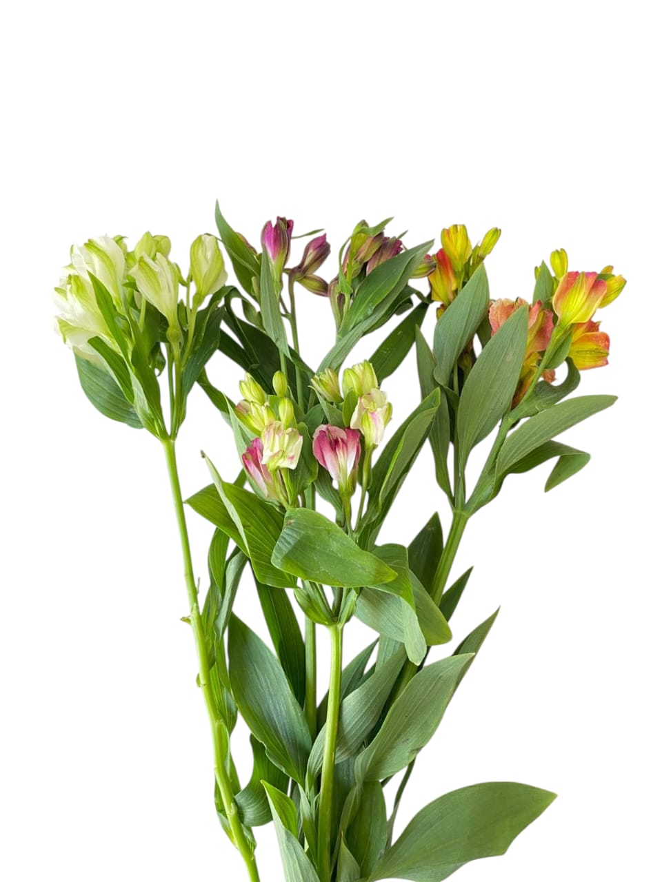 Categoría: Charmelia - Flor y Estilo